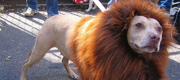 Cani e gatti mascherati per Halloween: ecco i costumi più spiritosi ...