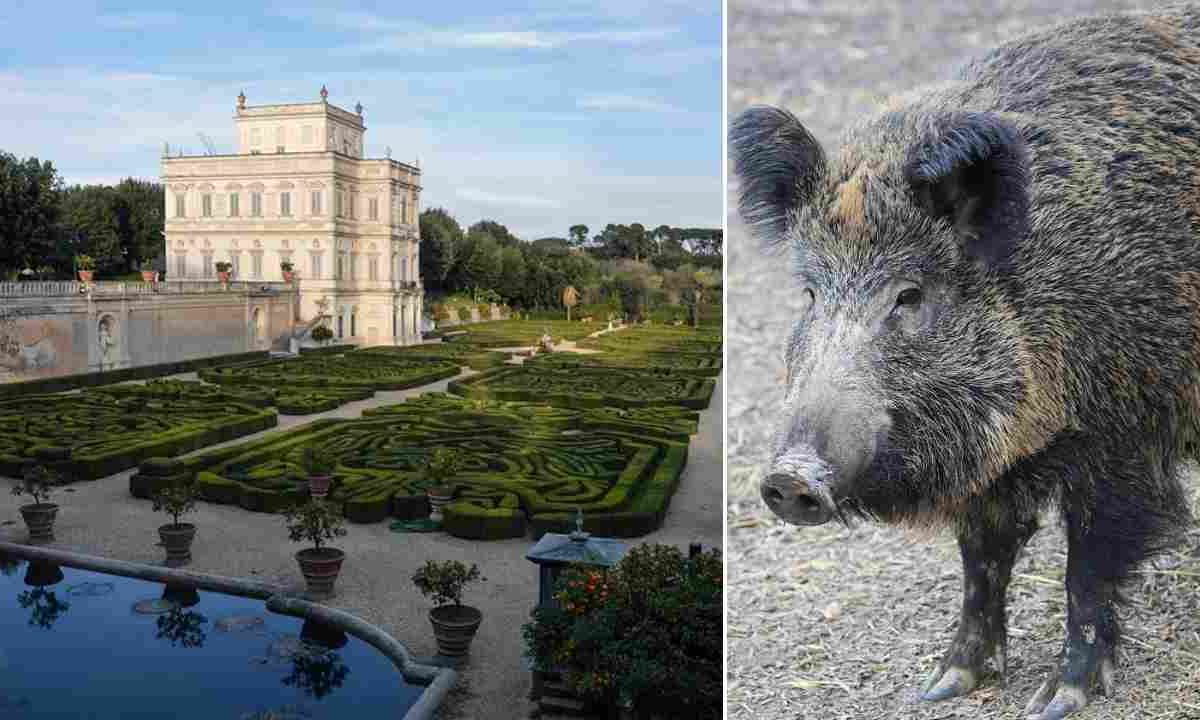 Roma, cinghiali Villa Pamphilj: "Più ne abbatti più si moltiplano ...