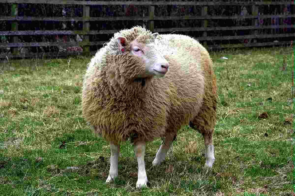 Pecora Dolly vera storia primo mammifero clonato